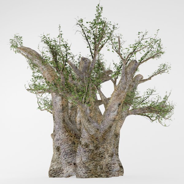 3d baobab model
