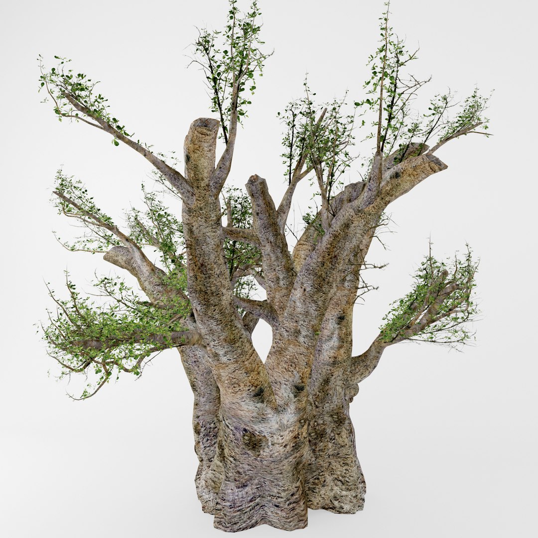 3d Baobab Model