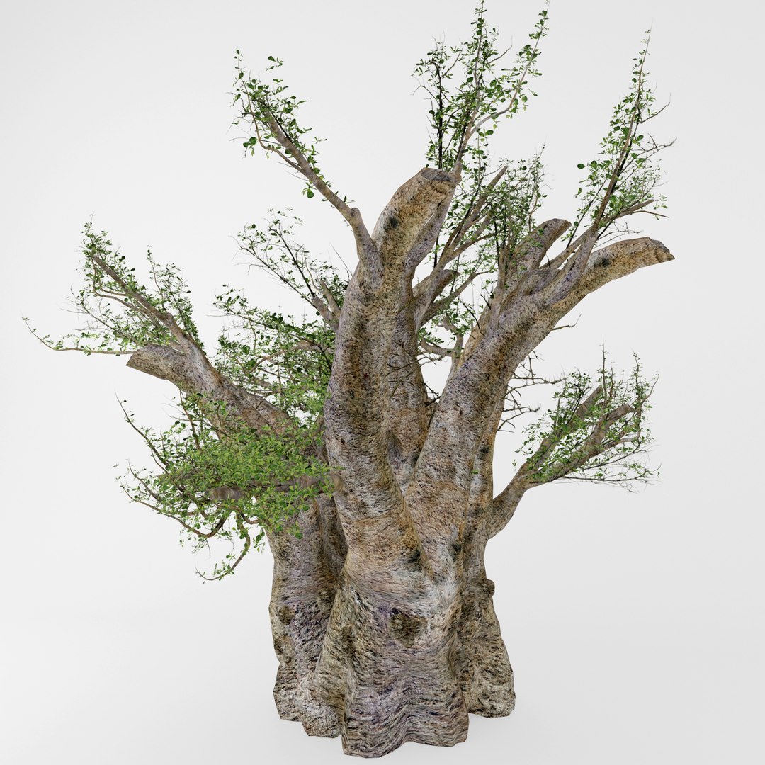 3d Baobab Model