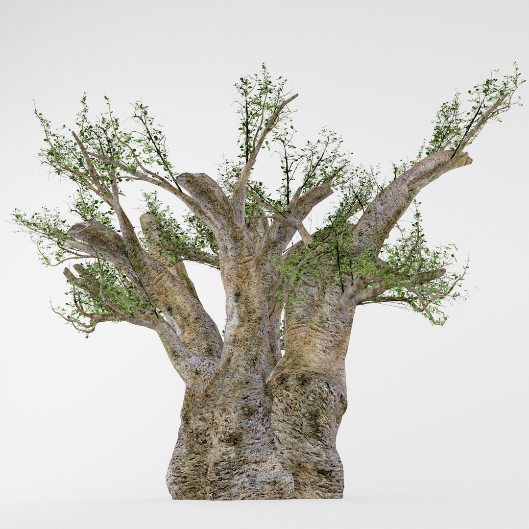 3d baobab model
