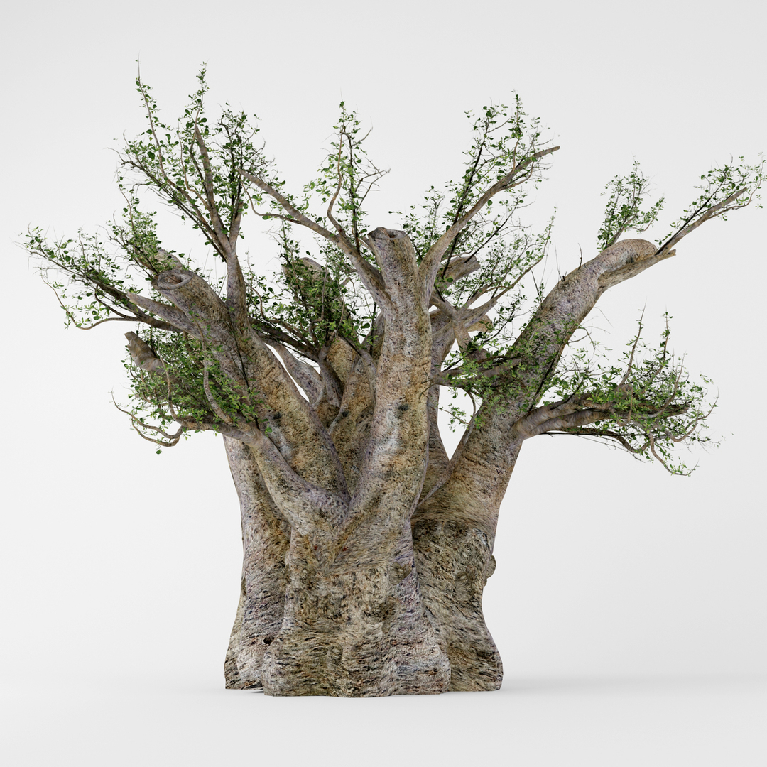 3d baobab model