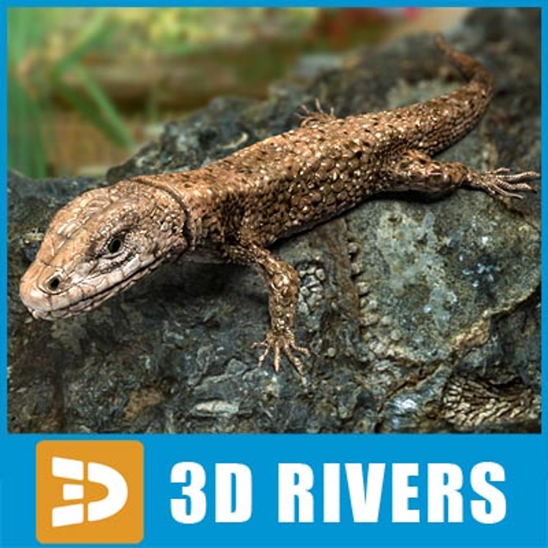 3d lizard reptiles