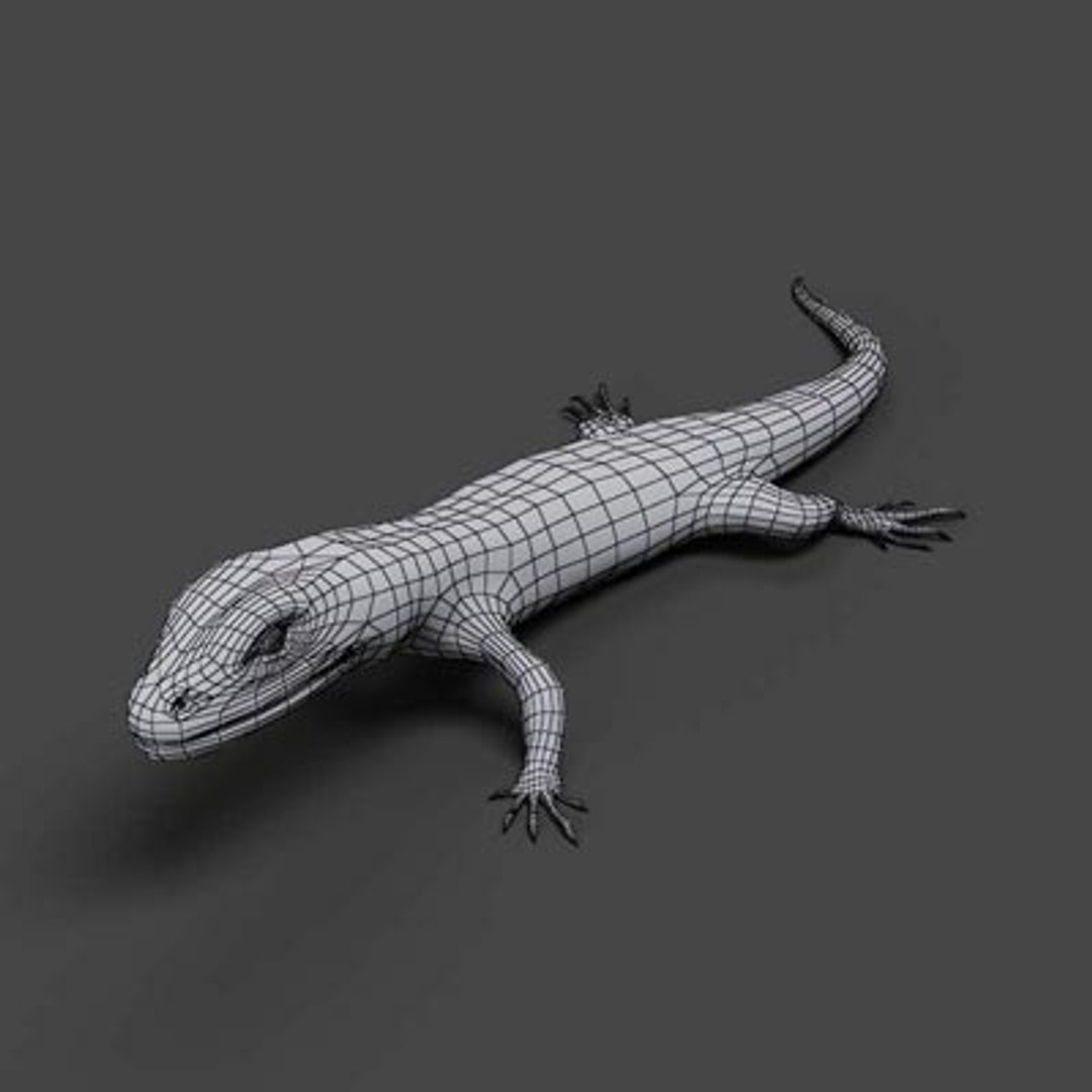3d lizard reptiles