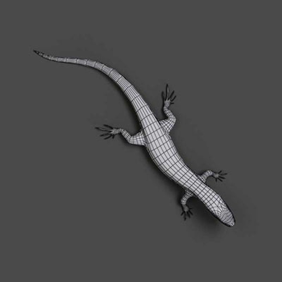 3d lizard reptiles