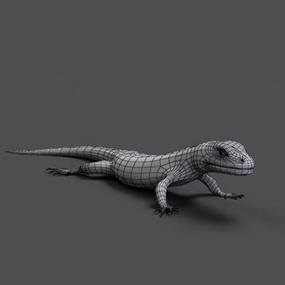 3d lizard reptiles
