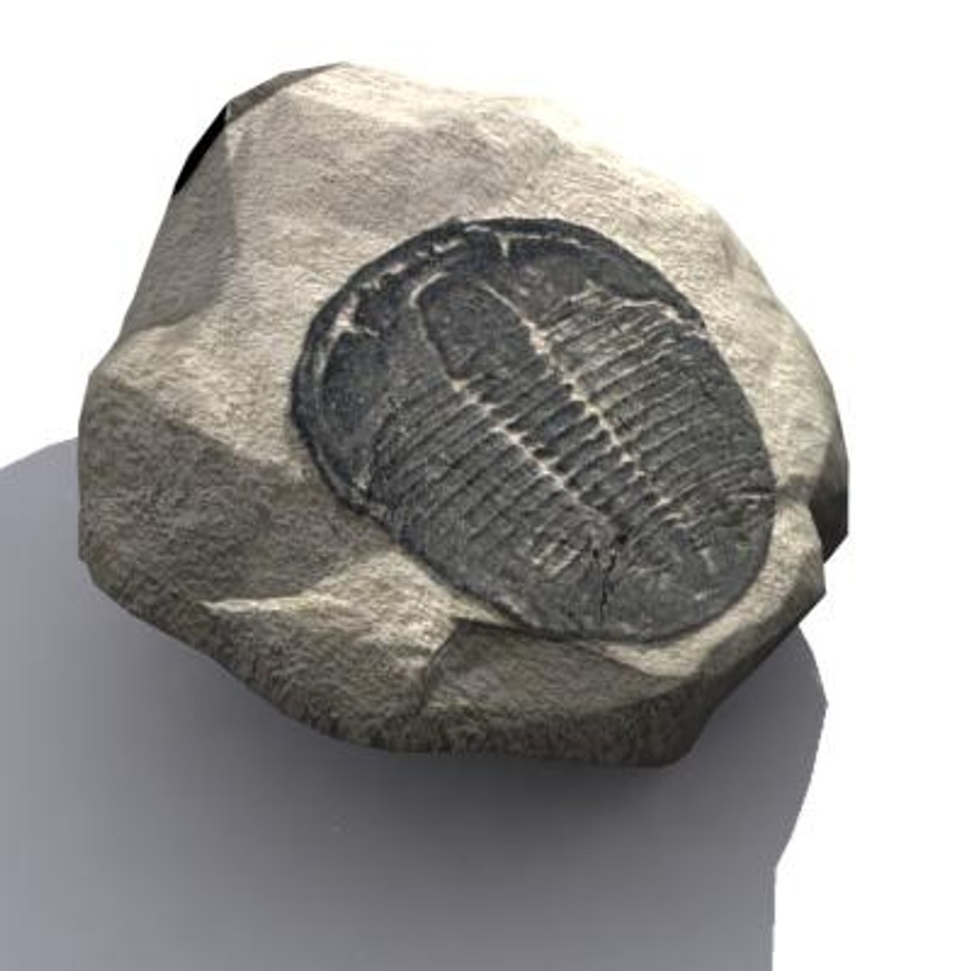 3d Model Trilobite Fossil