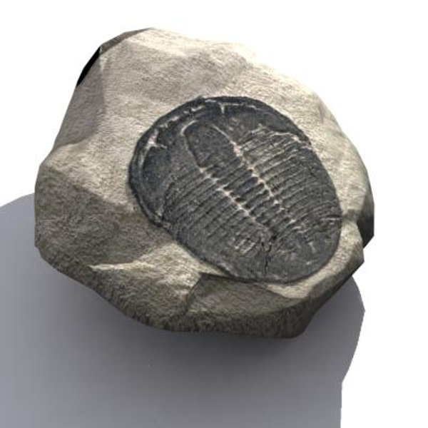 3d model trilobite fossil
