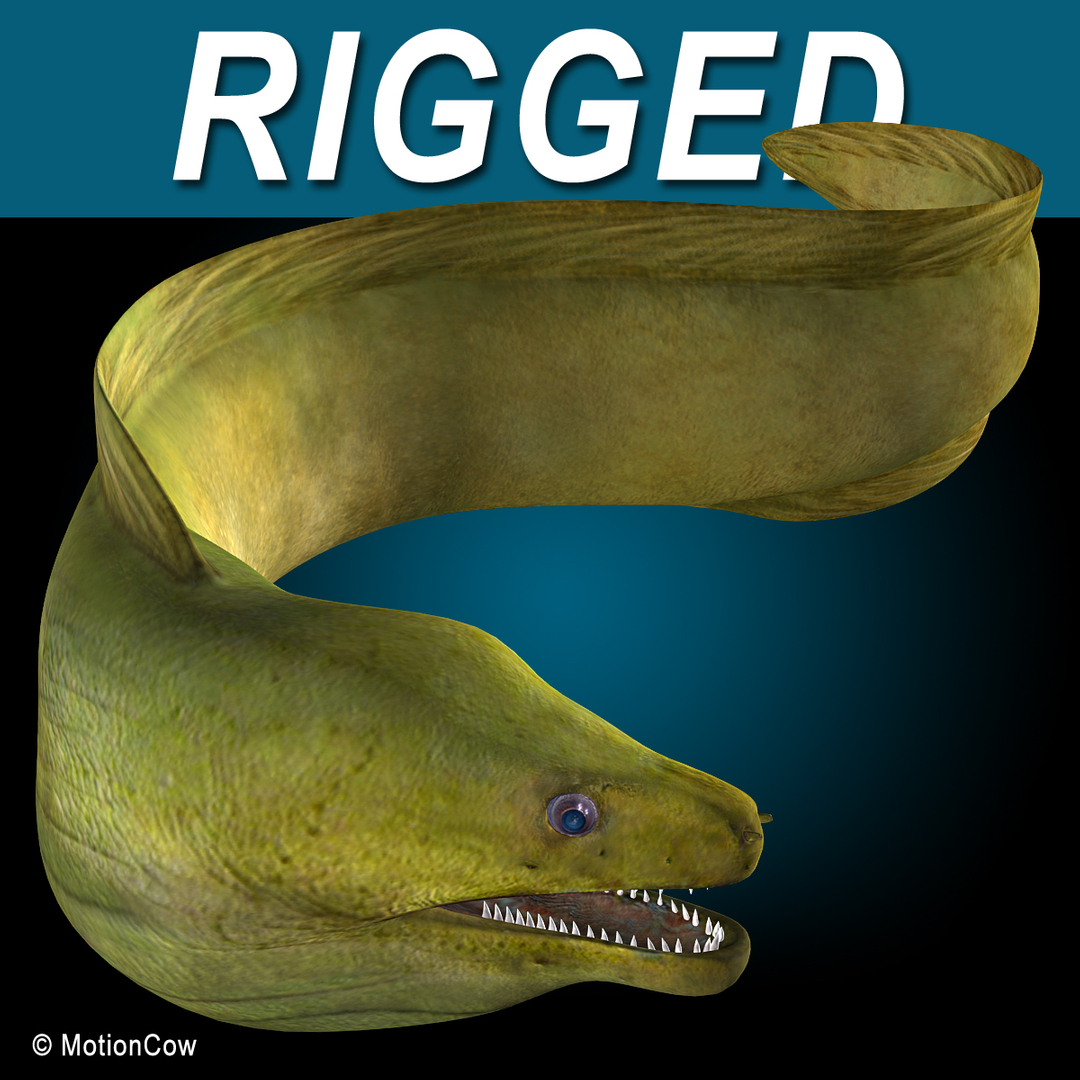 realistic green moray eel 3d model