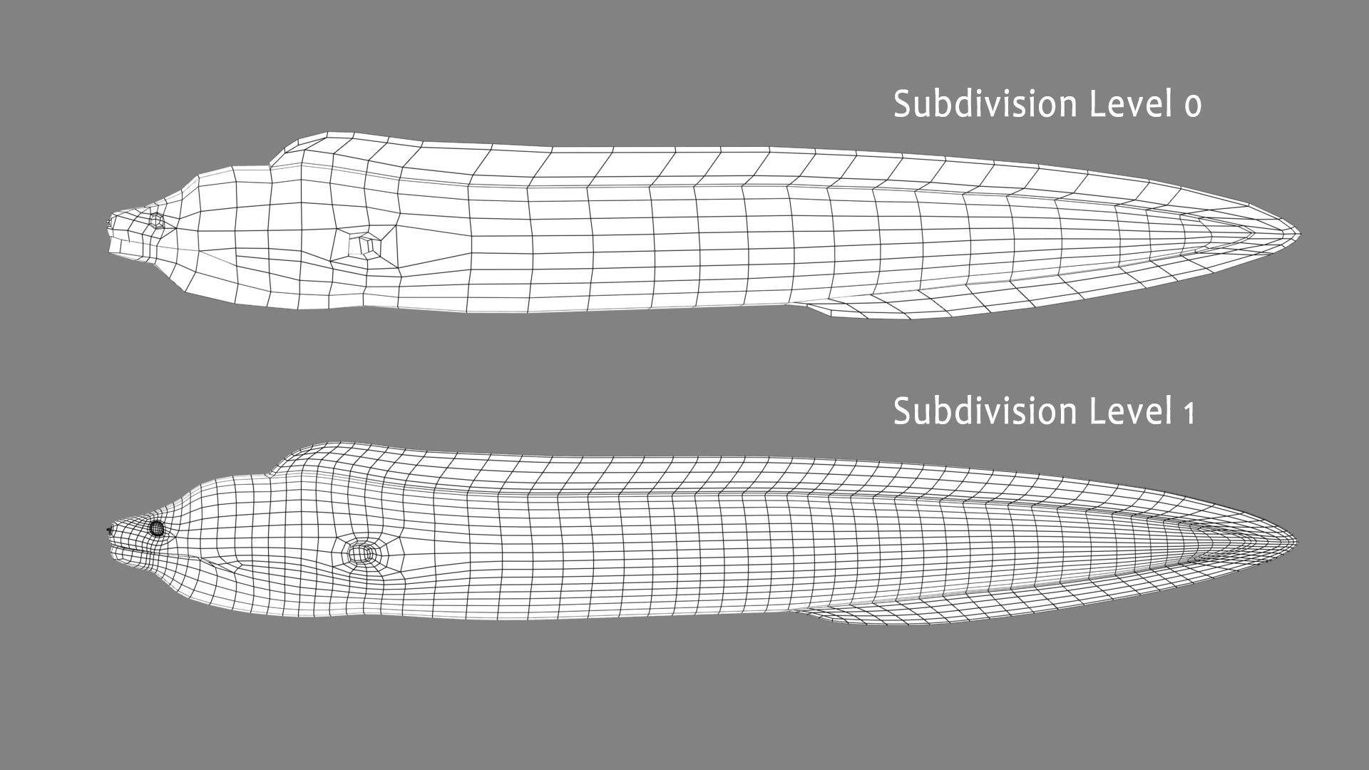 Realistic Green Moray Eel 3d Model