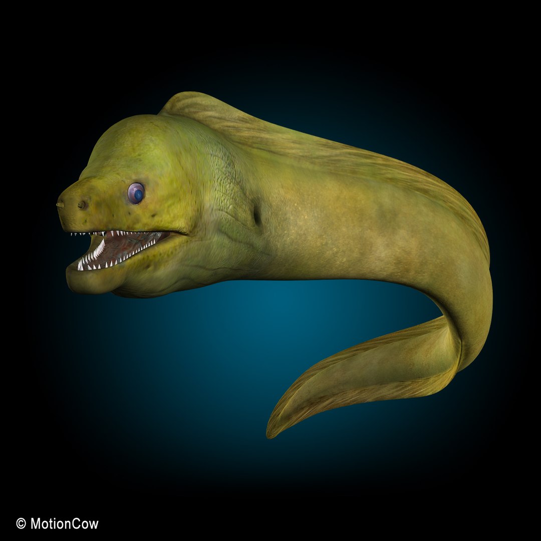 realistic green moray eel 3d model