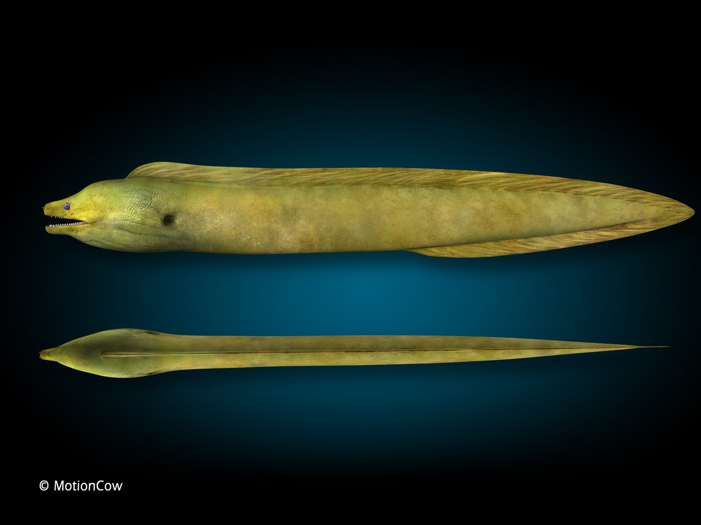 Realistic Green Moray Eel 3d Model