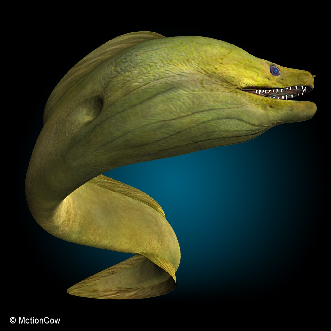 realistic green moray eel 3d model