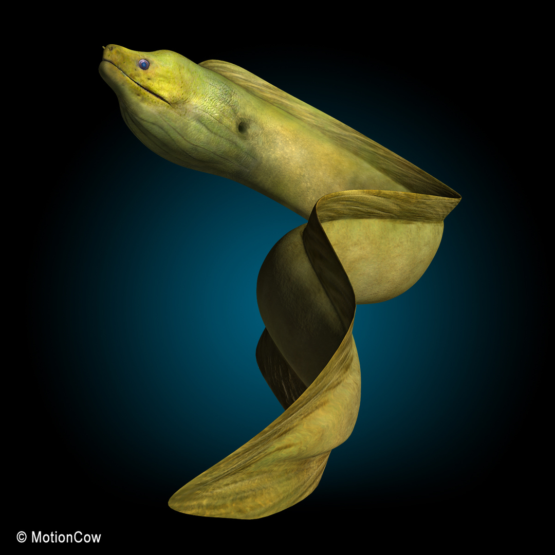 realistic green moray eel 3d model