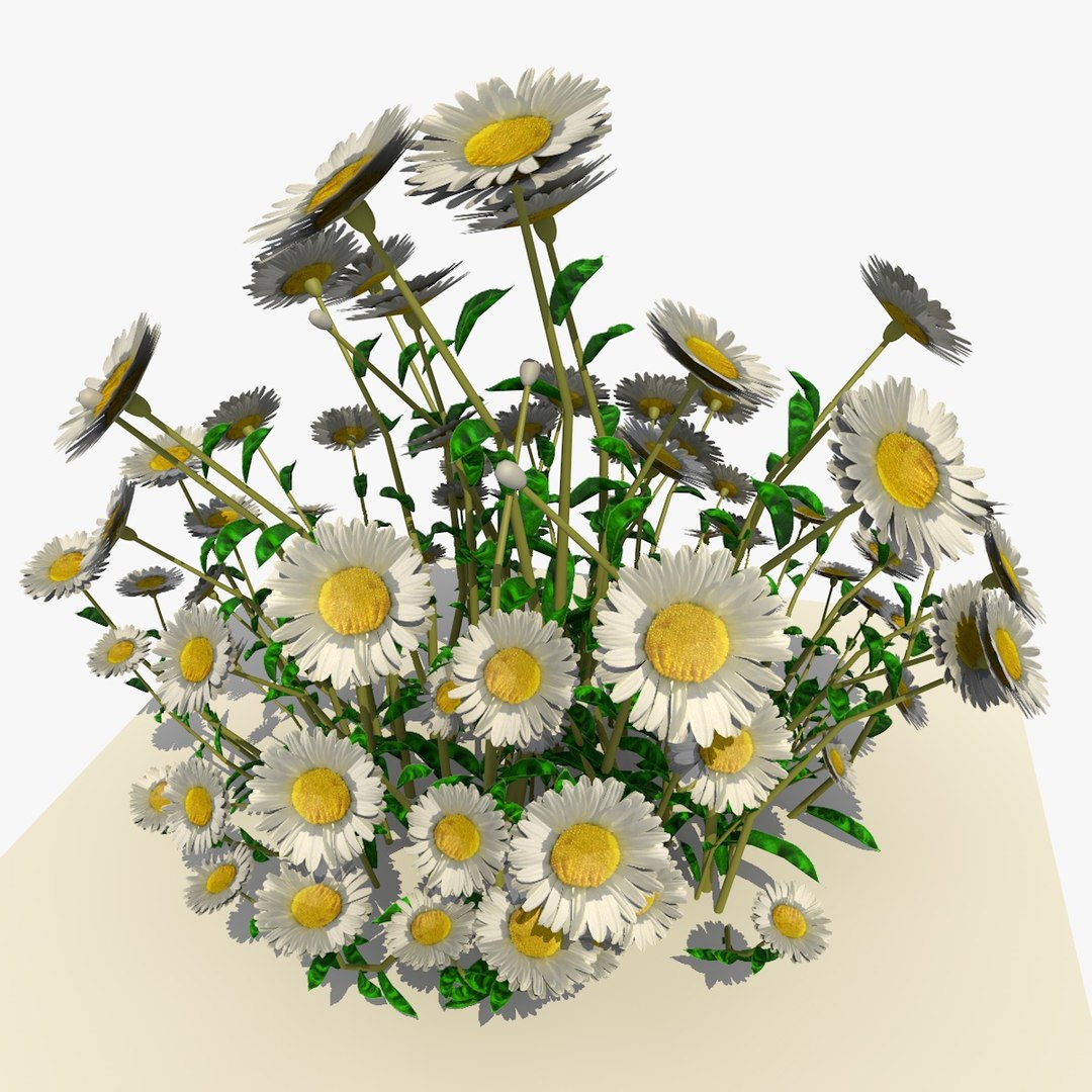 white daisy flowers 3d model