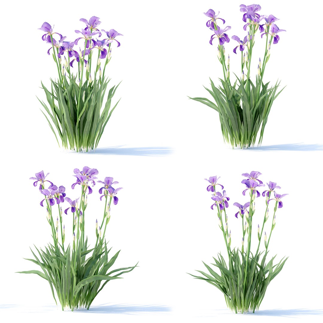Iris germanica 3D model - TurboSquid 1877592