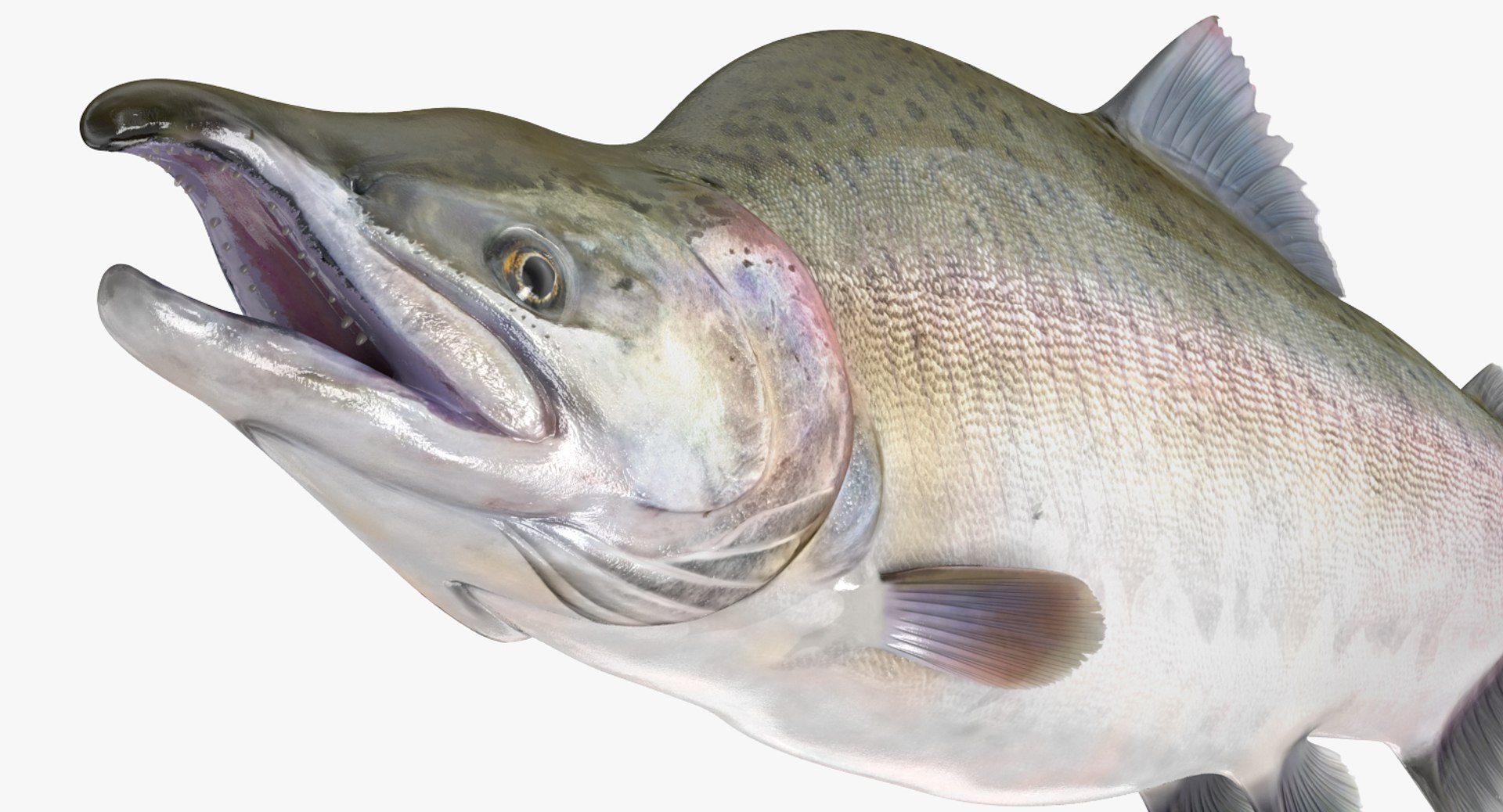 pink salmon rigged 3d model