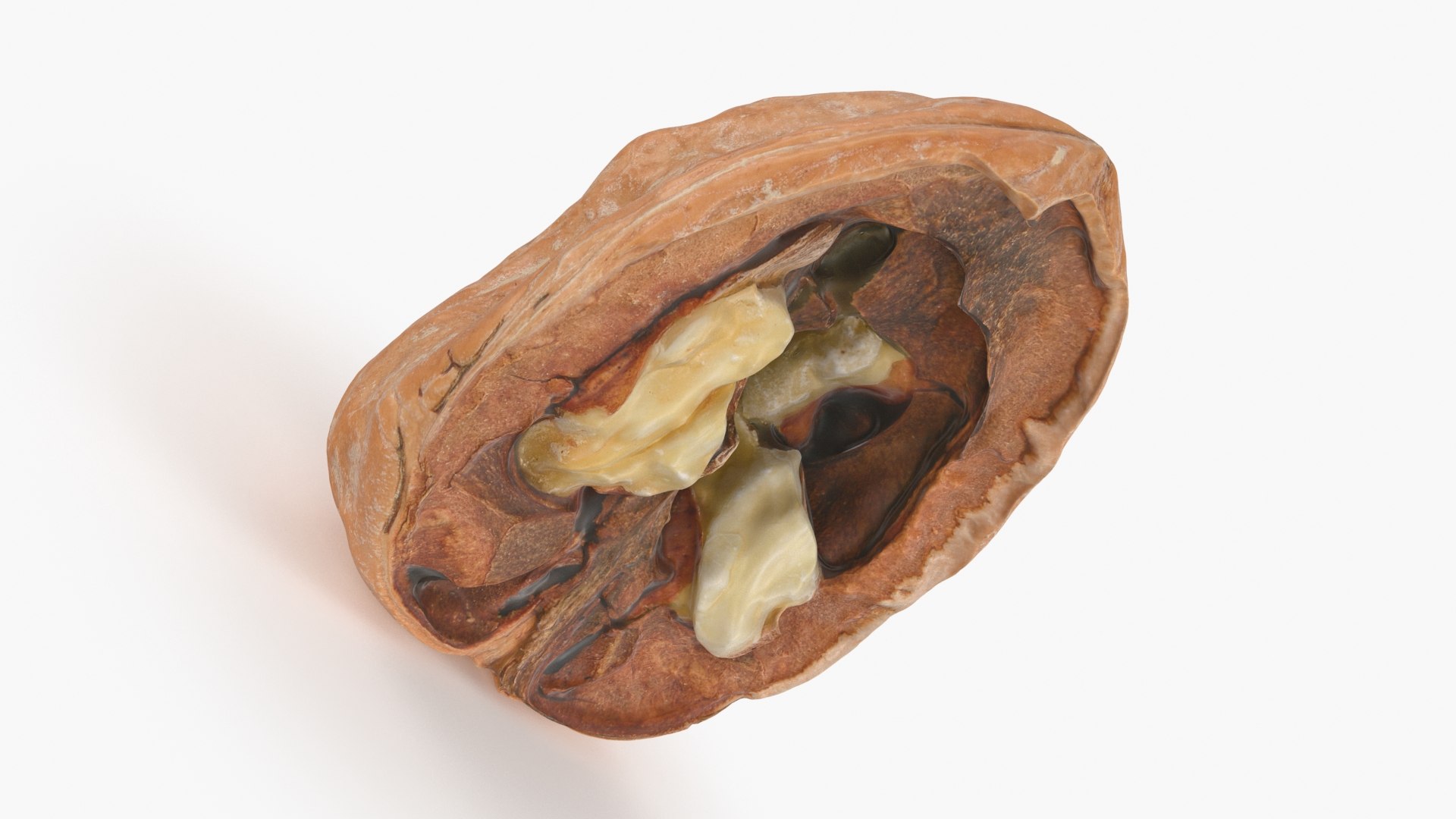 Open Half Walnut Shell 01 Model - TurboSquid 2004558