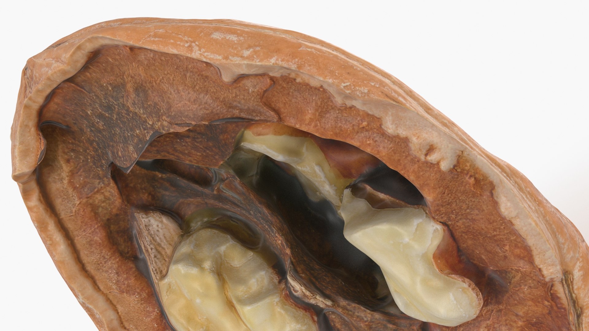 Open Half Walnut Shell 01 Model - TurboSquid 2004558