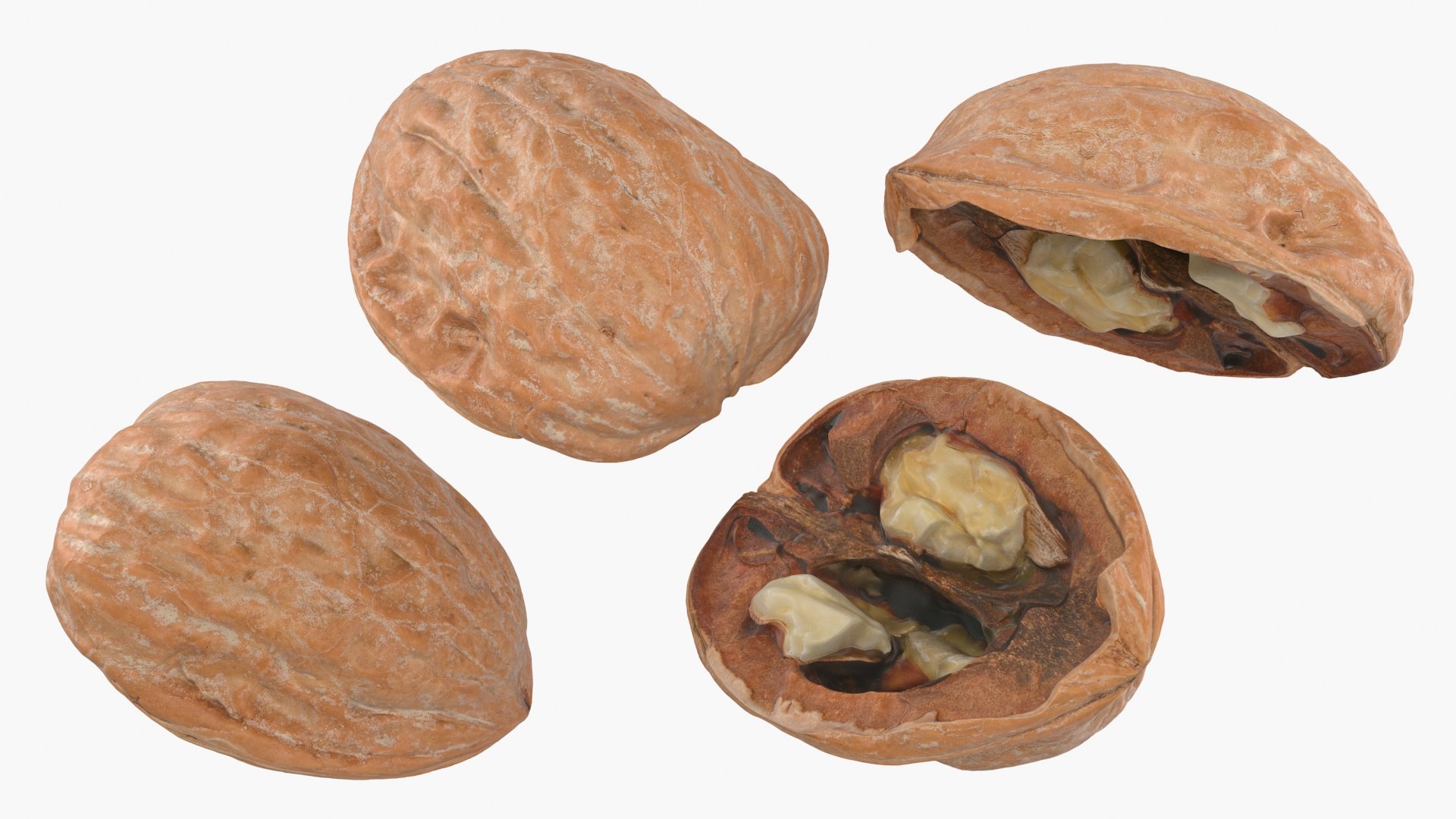 Open Half Walnut Shell 01 Model - TurboSquid 2004558