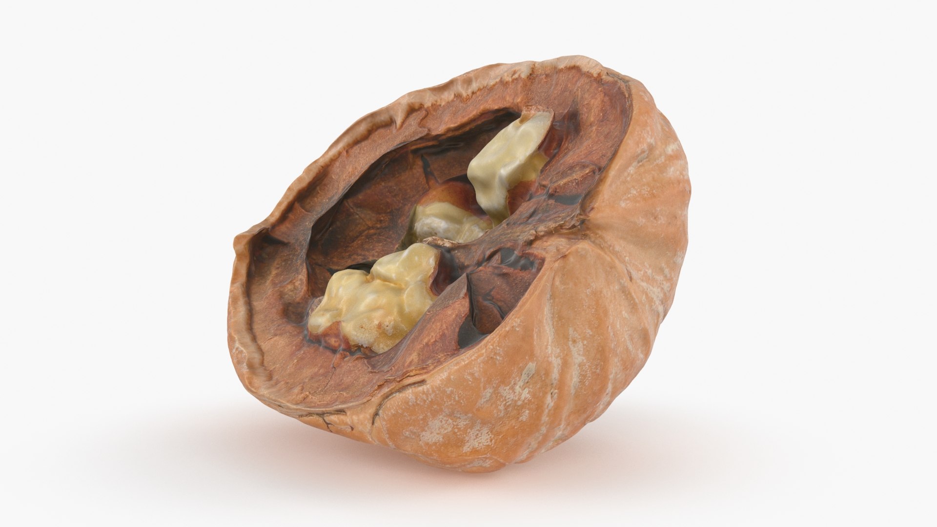 Open Half Walnut Shell 01 model - TurboSquid 2004558