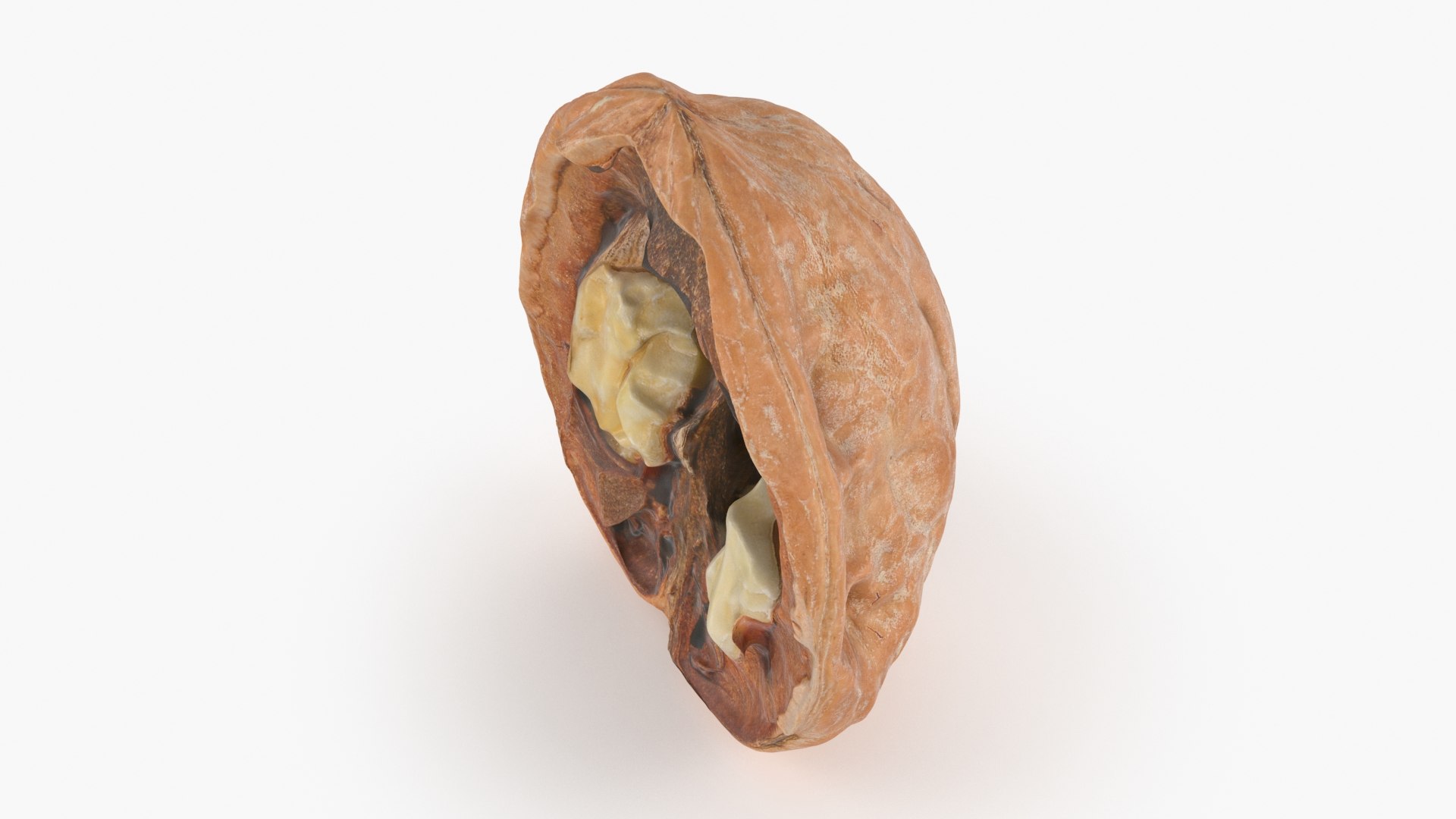 Open Half Walnut Shell 01 model - TurboSquid 2004558