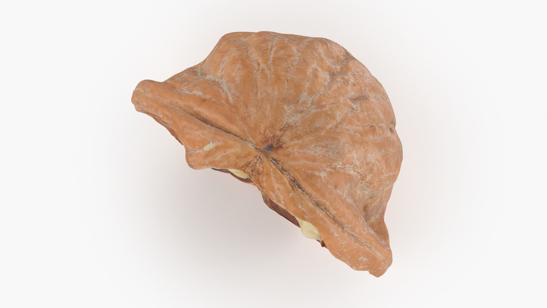 Open Half Walnut Shell 01 Model - TurboSquid 2004558