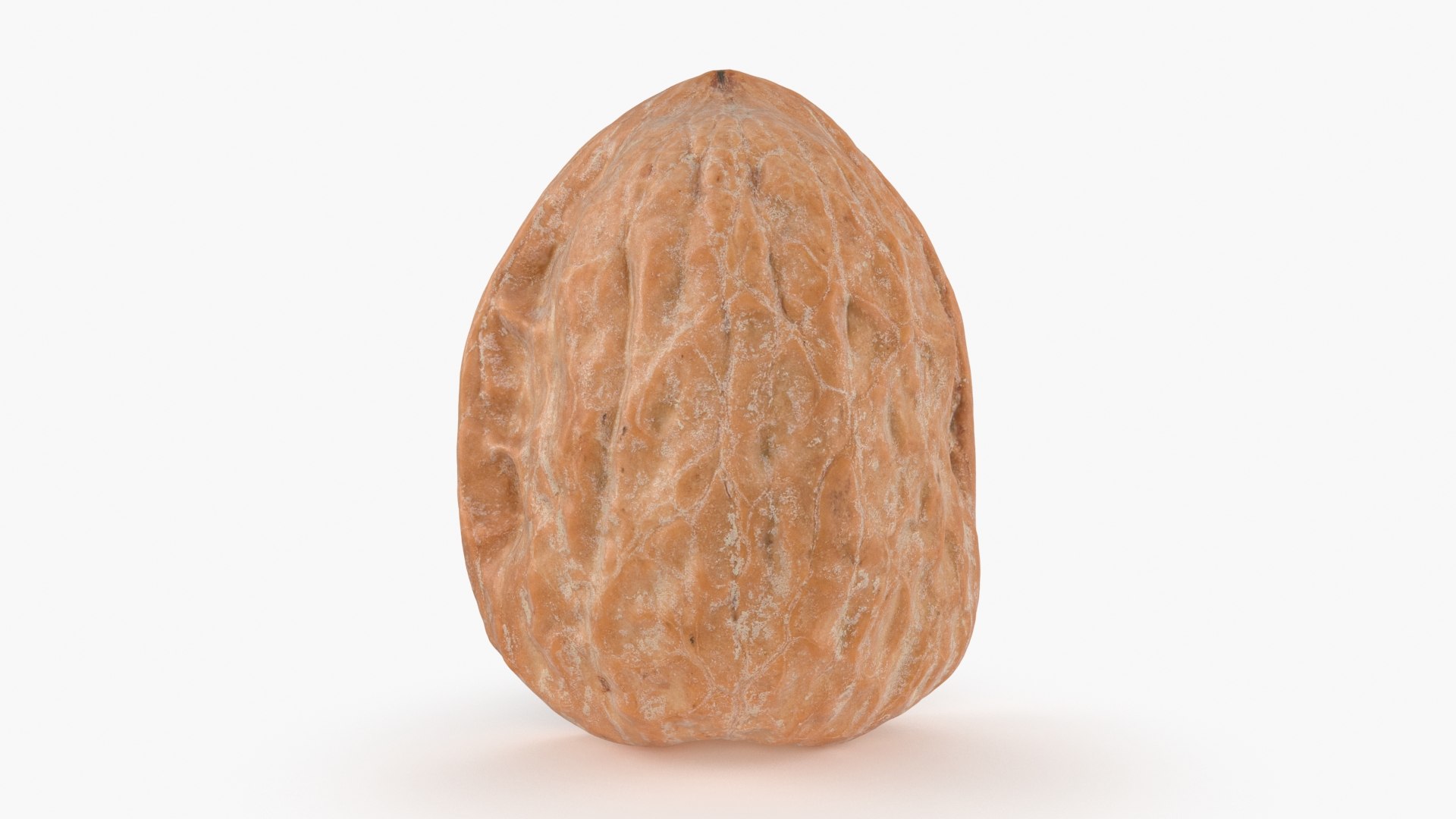 Open Half Walnut Shell 01 Model - TurboSquid 2004558