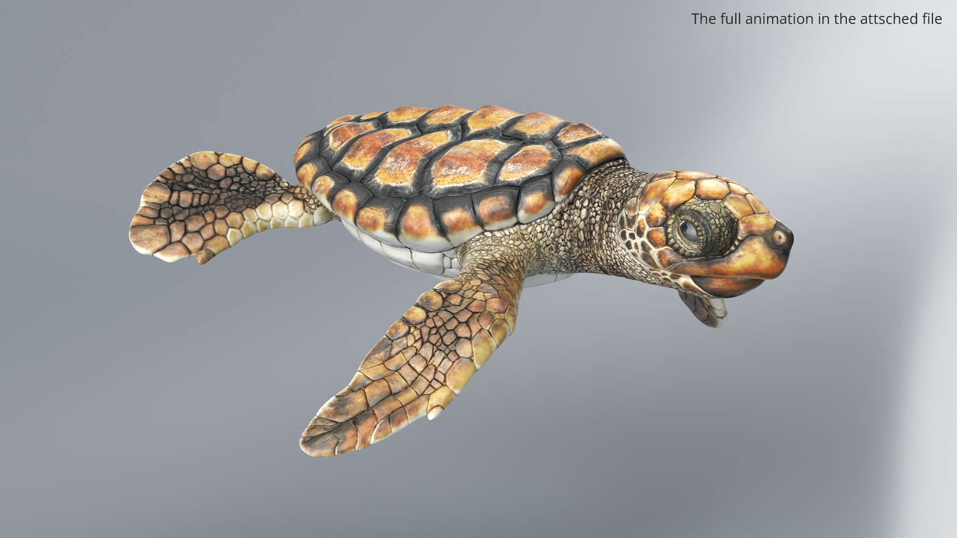 3D Model Baby Sea Turtle Brown Rigged For Maya Animated Set ...