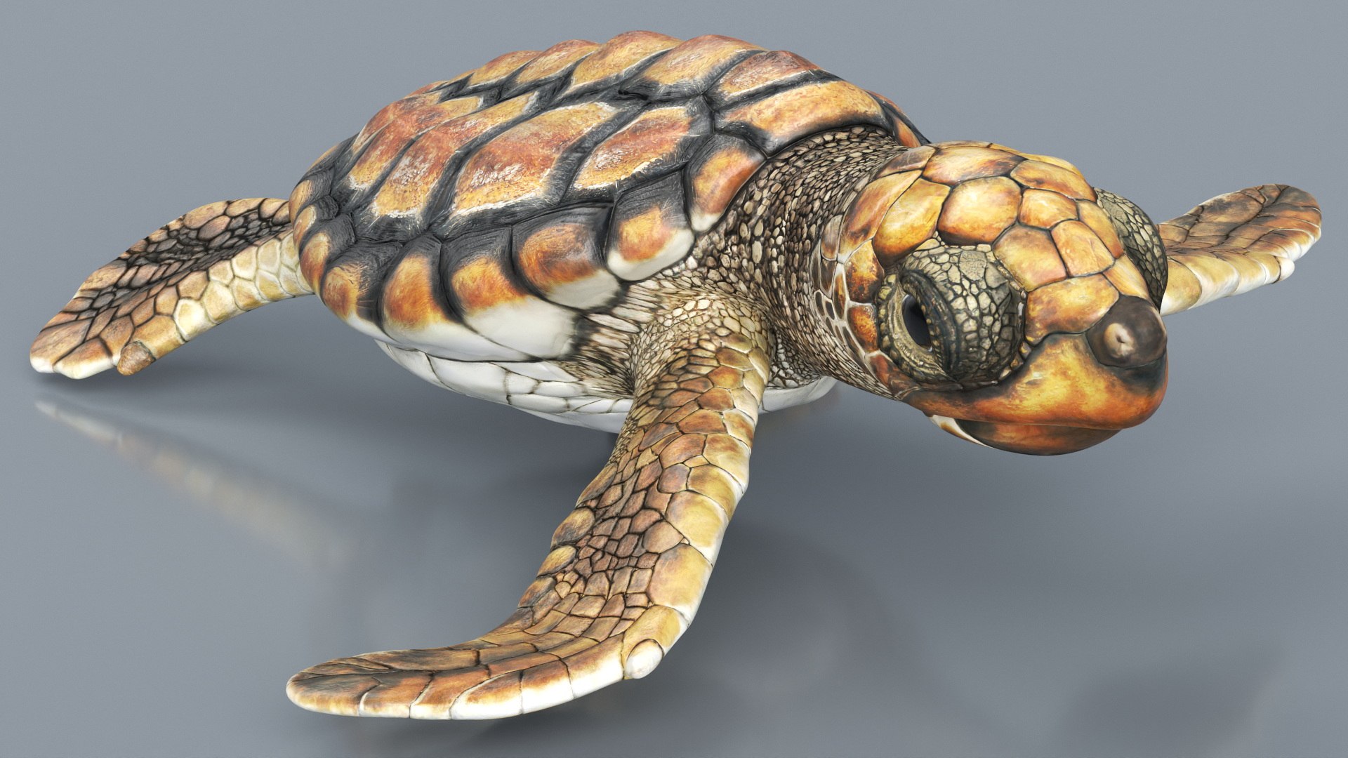 3D Model Baby Sea Turtle Brown Rigged For Maya Animated Set ...