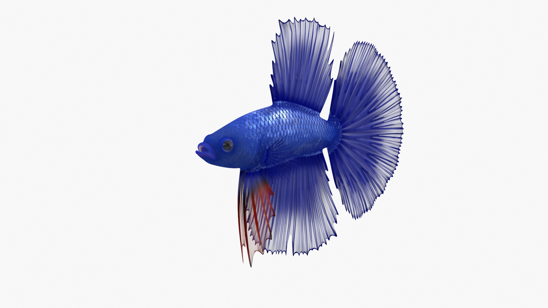 Blue Crowntail Betta Fish Diving Animated Rigged For Cinema 4D 3D ...