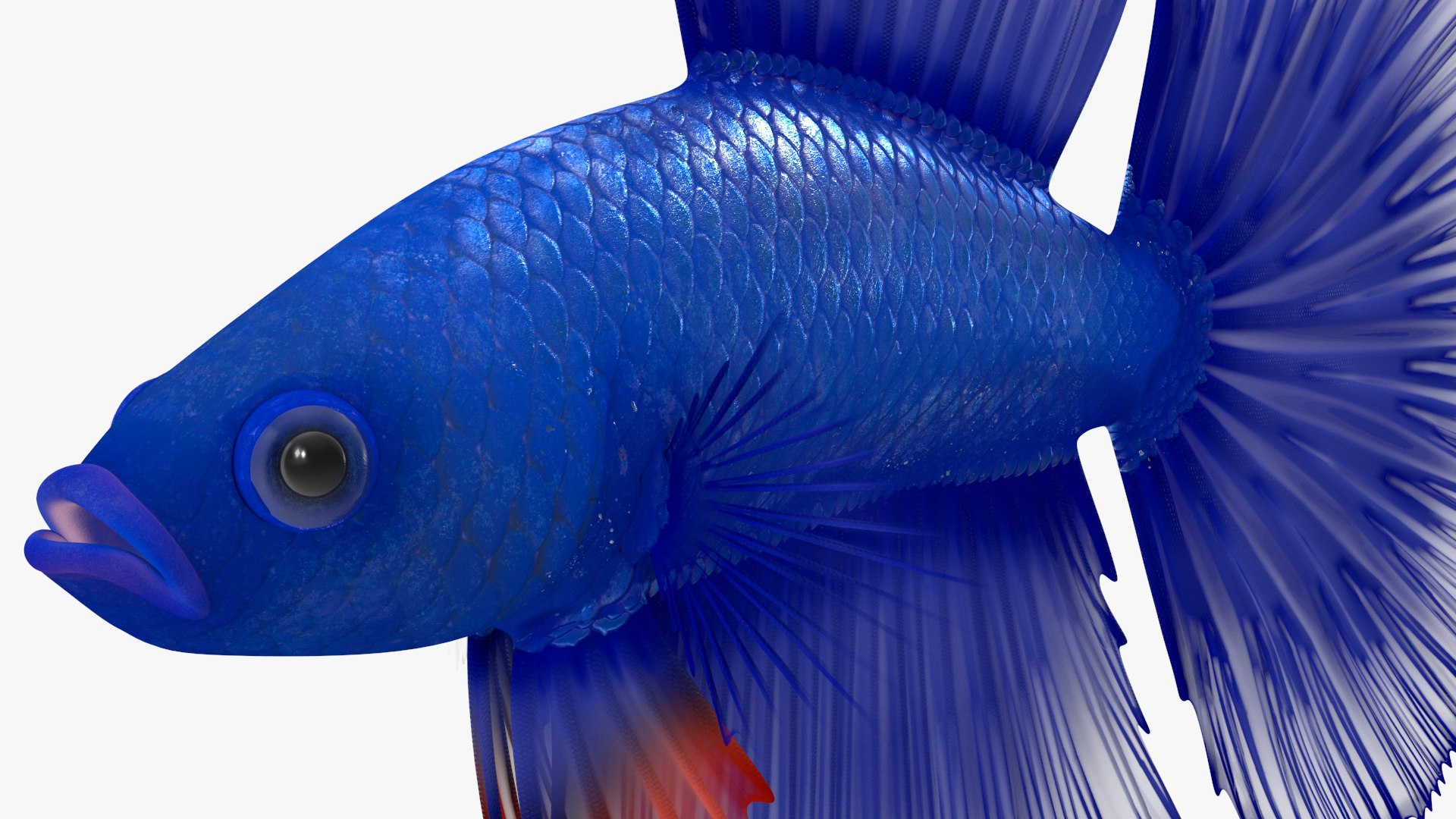 Blue Crowntail Betta Fish Diving Animated Rigged For Cinema 4D 3D ...