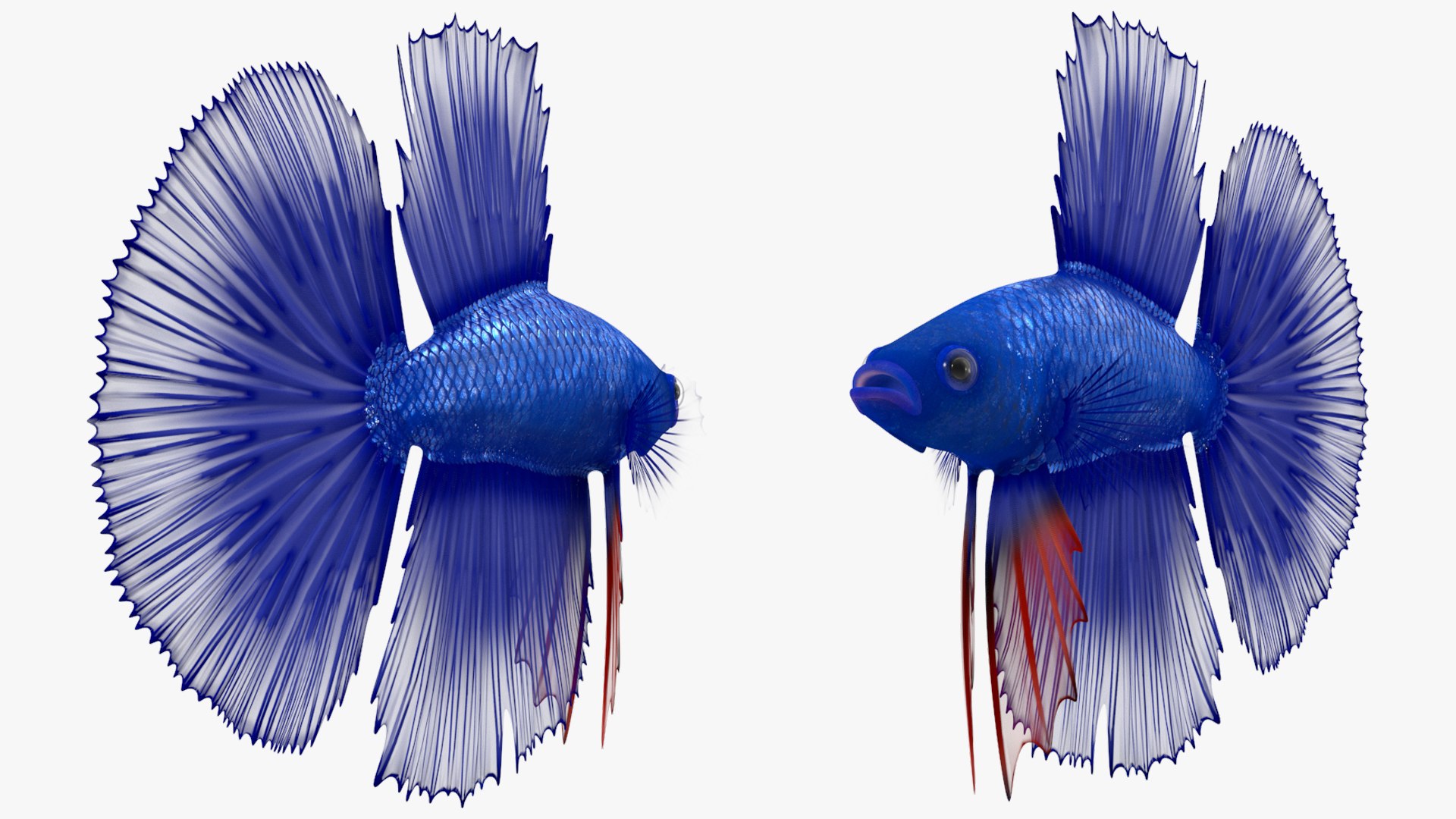 Blue Crowntail Betta Fish Diving Animated Rigged For Cinema 4D 3D ...
