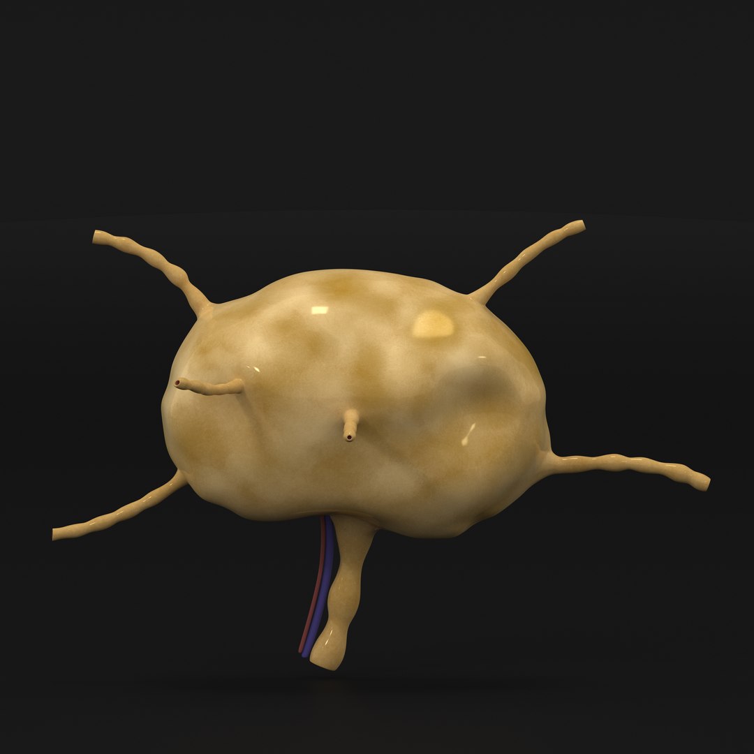 Lymph Node 3D Model - TurboSquid 2307345