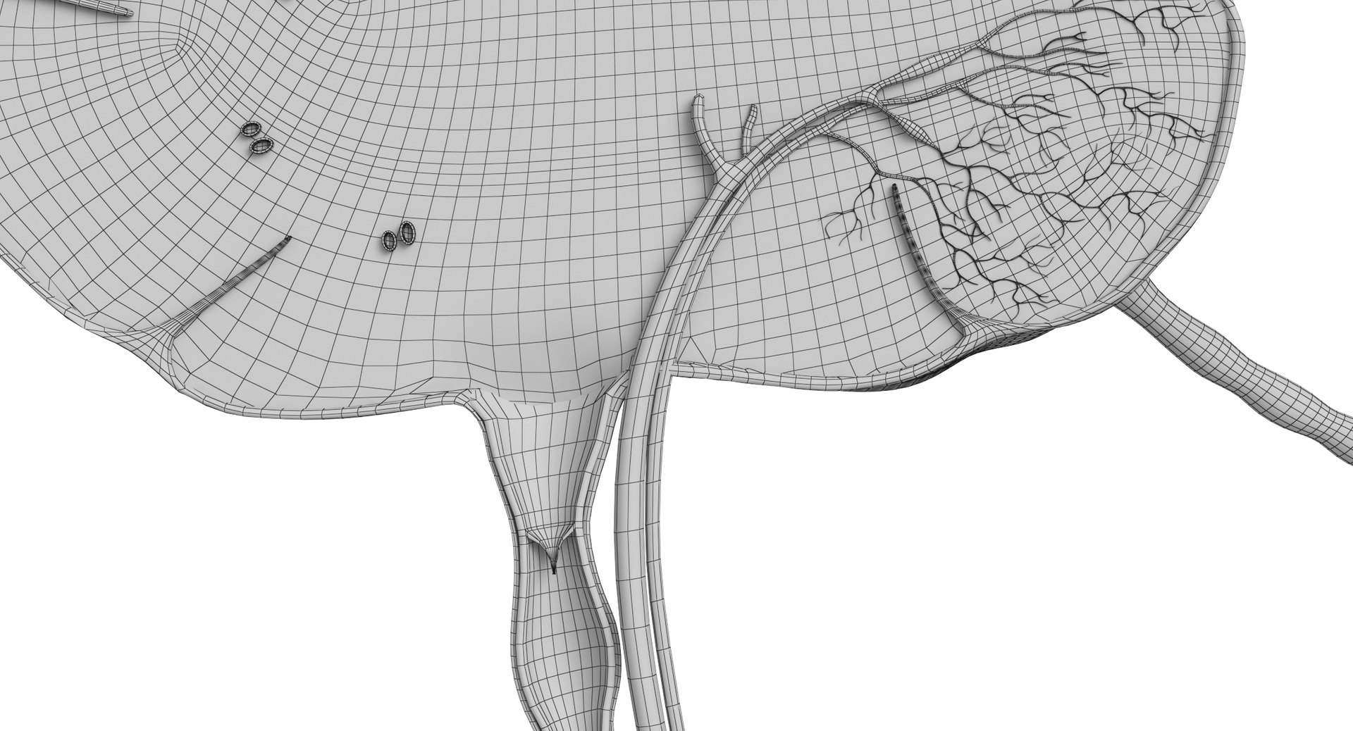Lymph Node 3D Model - TurboSquid 2307345