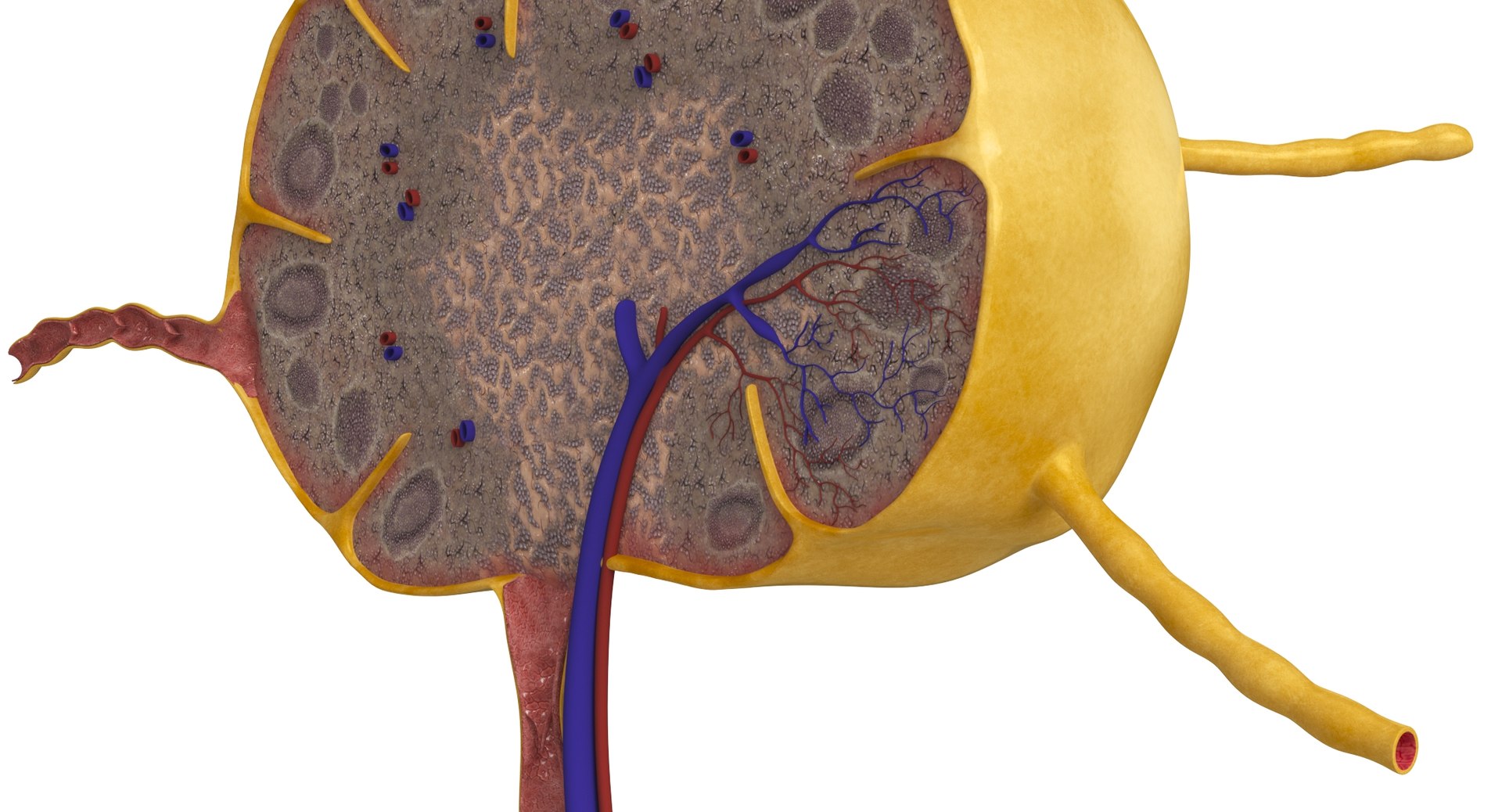 Lymph Node 3D Model - TurboSquid 2307345