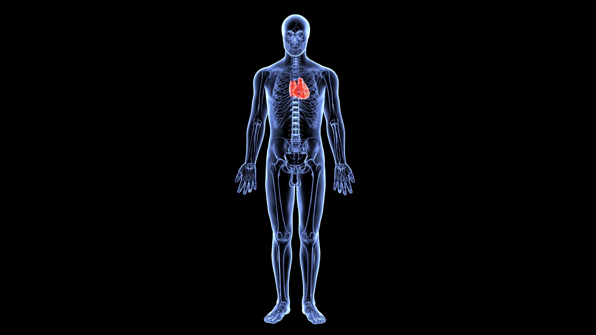 Heart 3D Model - TurboSquid 1834131