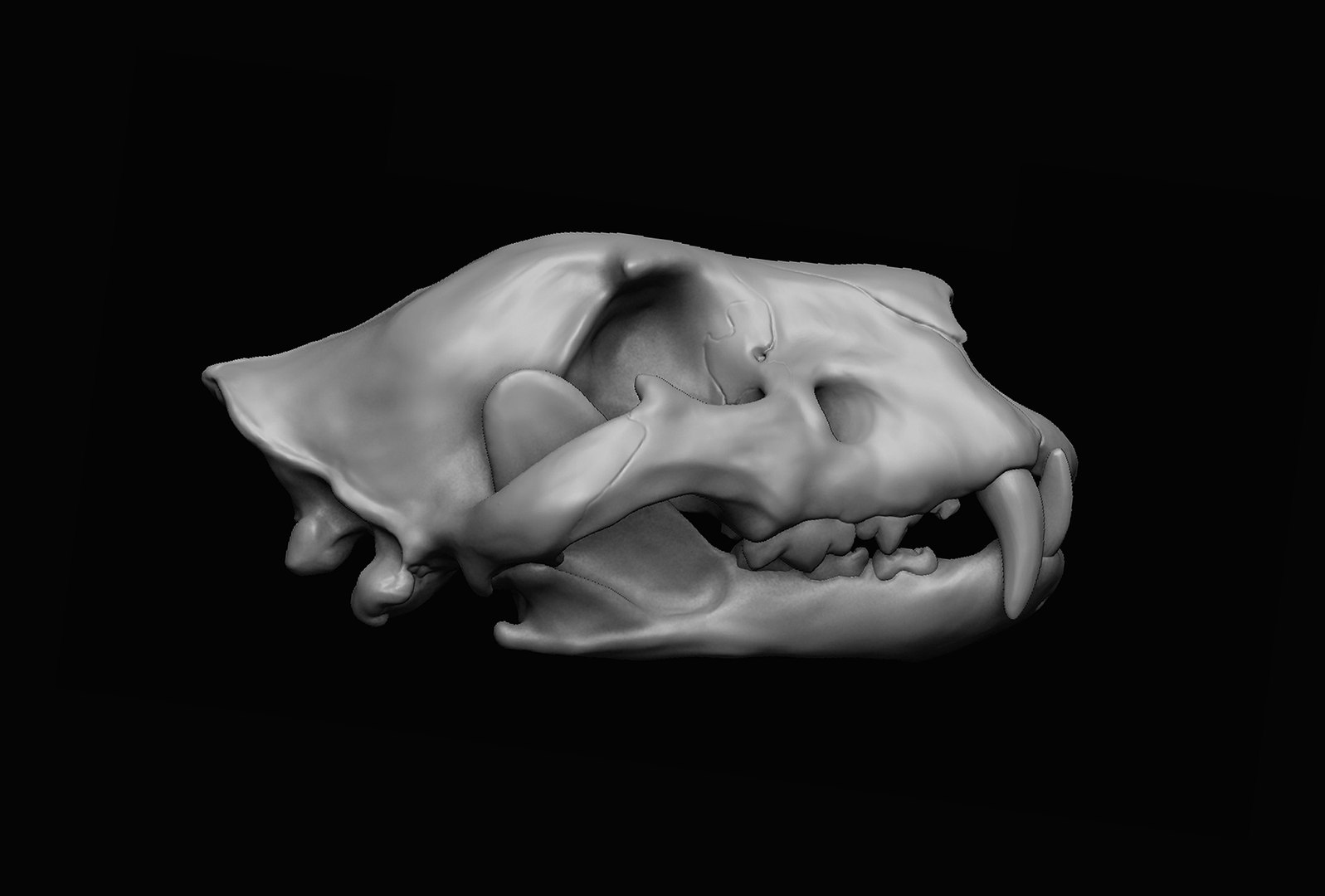 Lion Skull 3D Model - TurboSquid 1642573