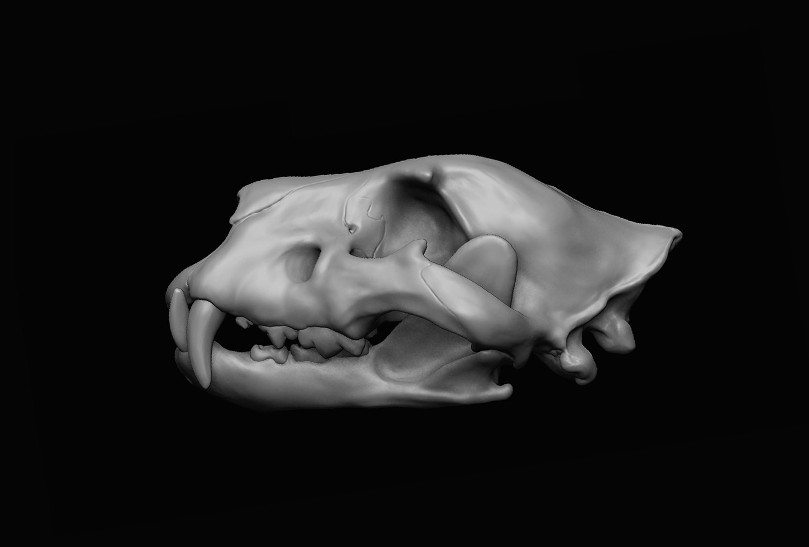 Lion Skull 3D Model - TurboSquid 1642573