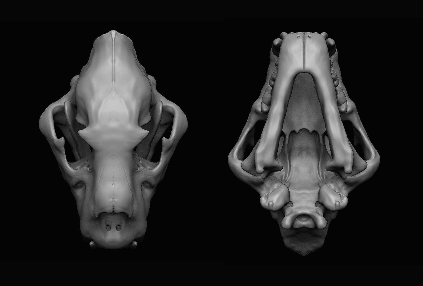 Lion Skull 3D Model - TurboSquid 1642573