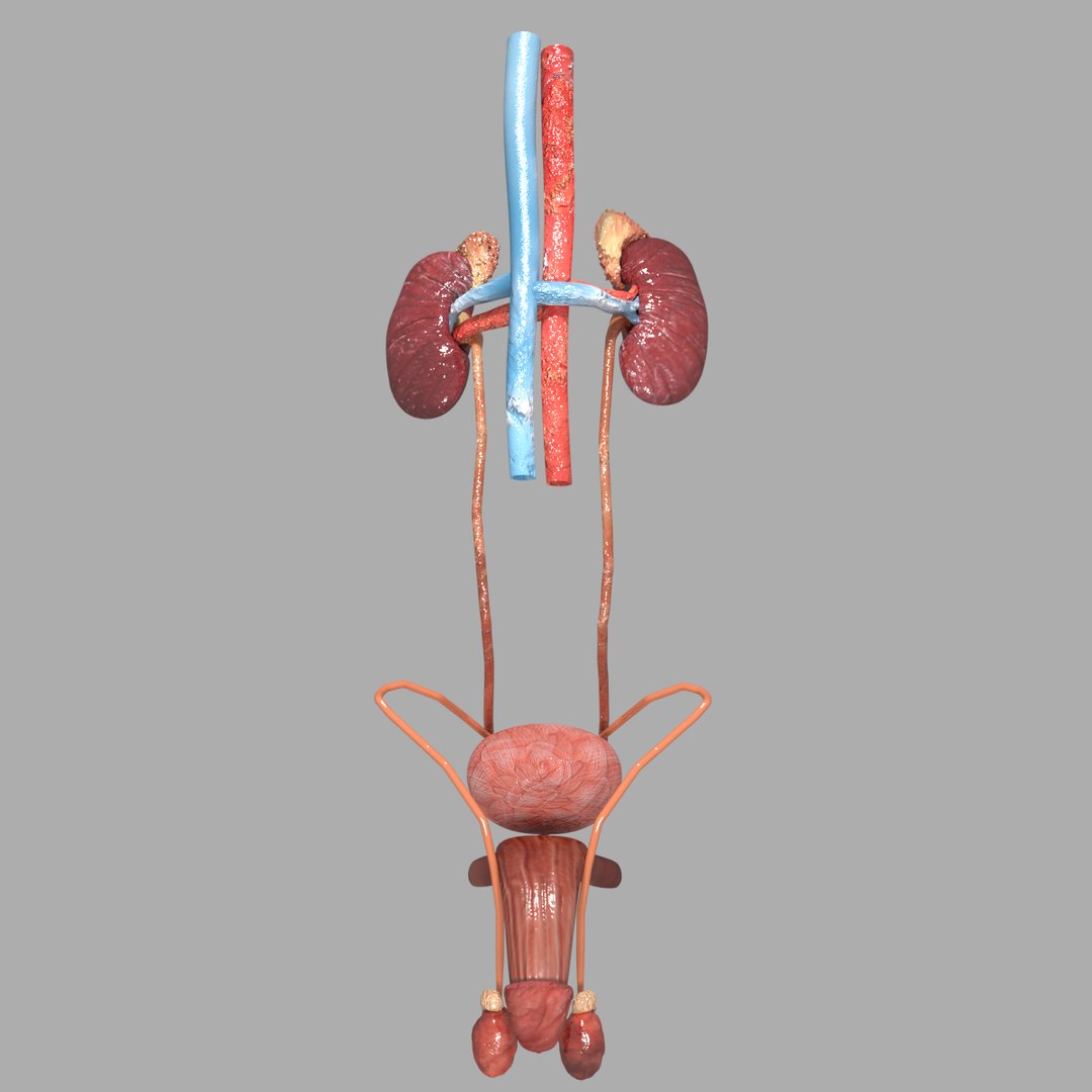 Male Genito-urinary Tract 3D Model - TurboSquid 1366089