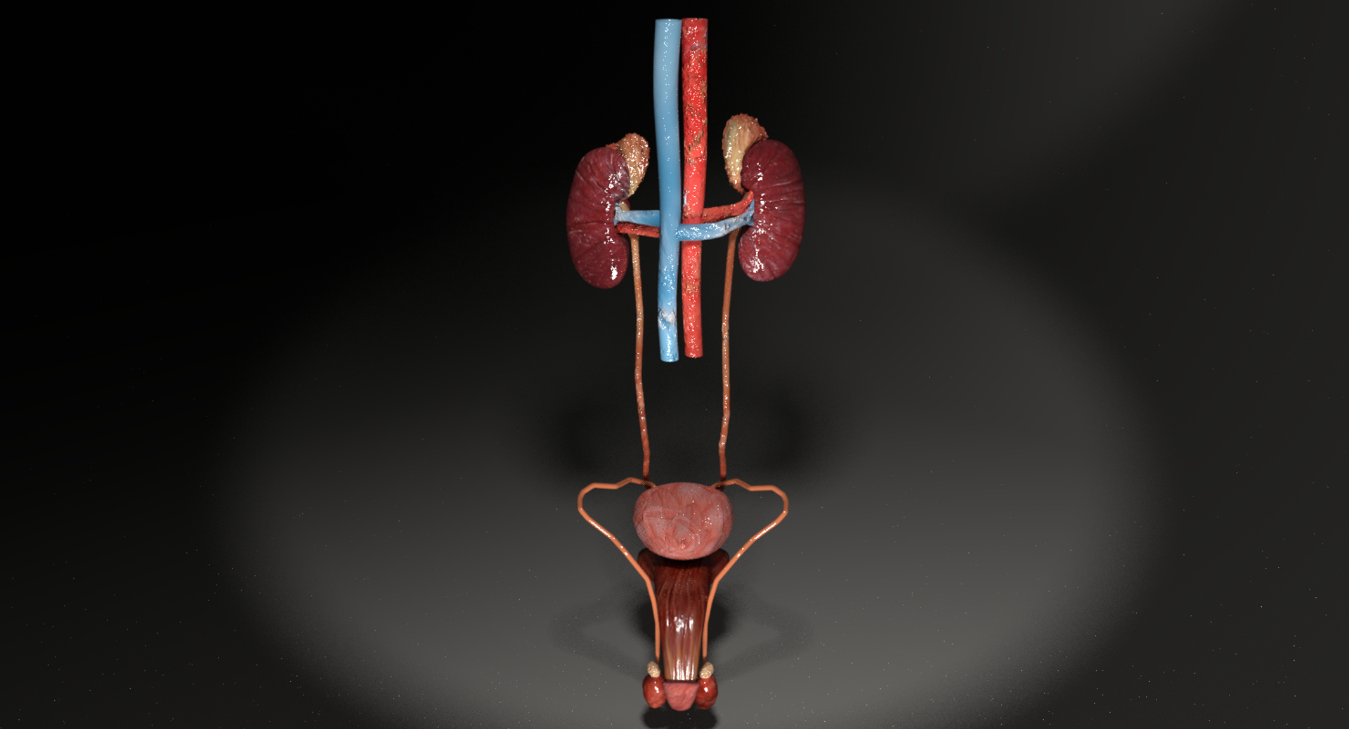 Male Genito-urinary Tract 3D Model - TurboSquid 1366089