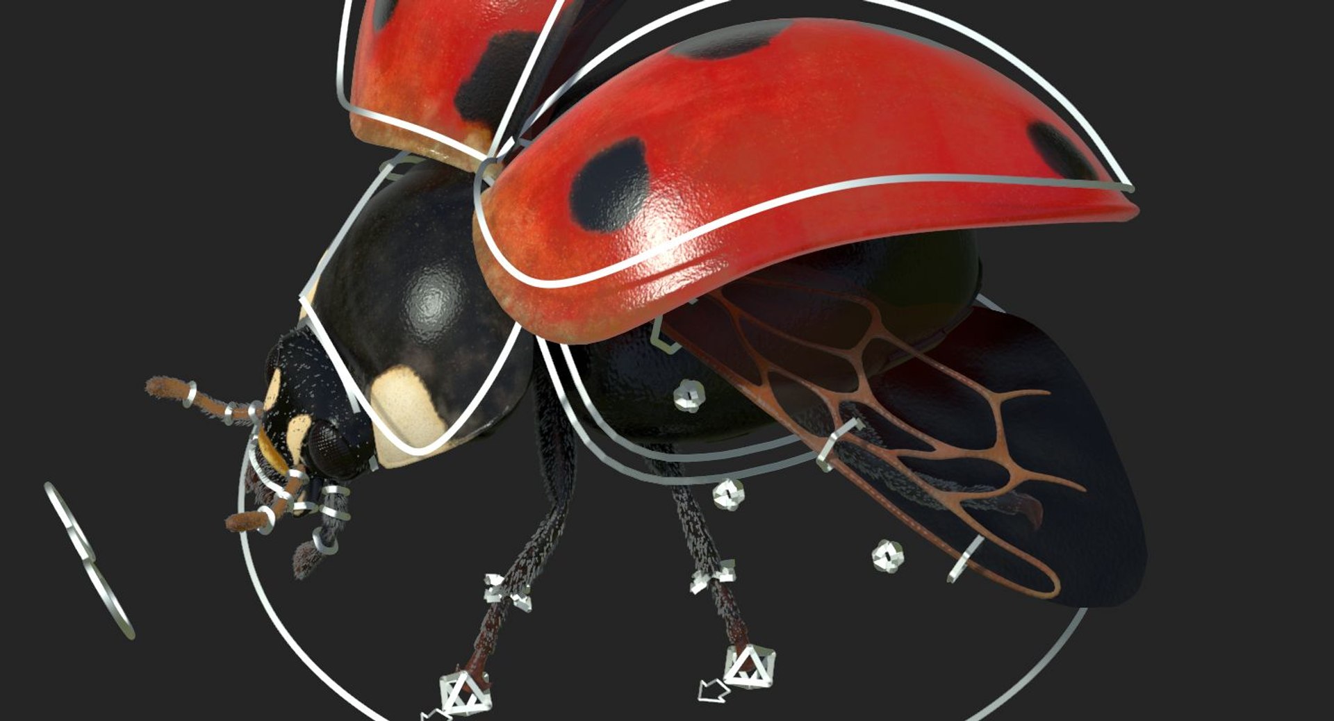 3d rigged ladybug model