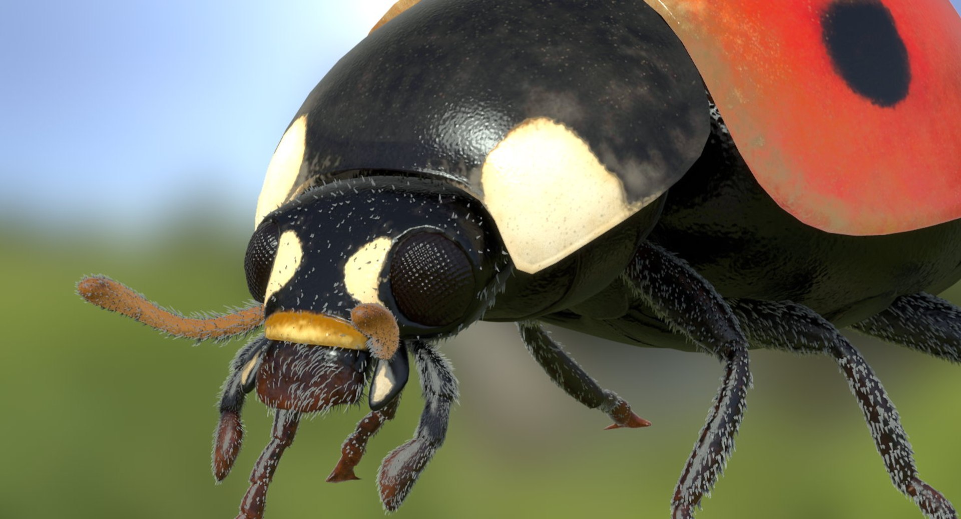 3d rigged ladybug model