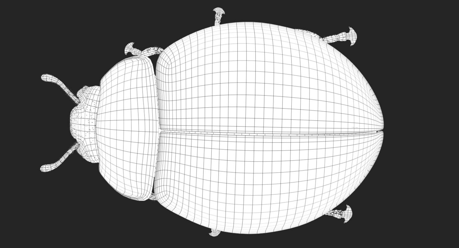 3d rigged ladybug model