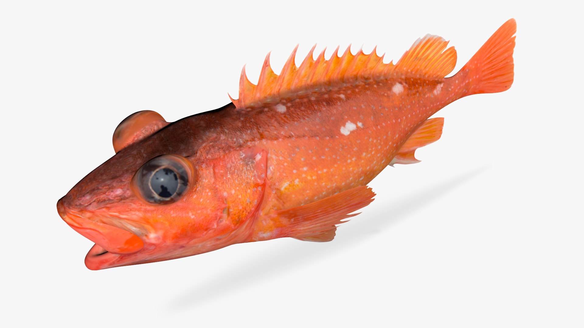 3D Model Starry Rockfish Fish - TurboSquid 1682859