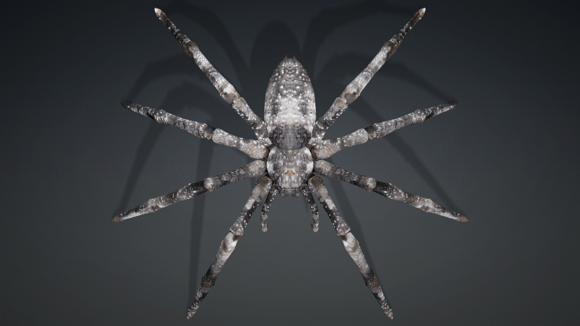 Spider-V2 3D Model - TurboSquid 2512157