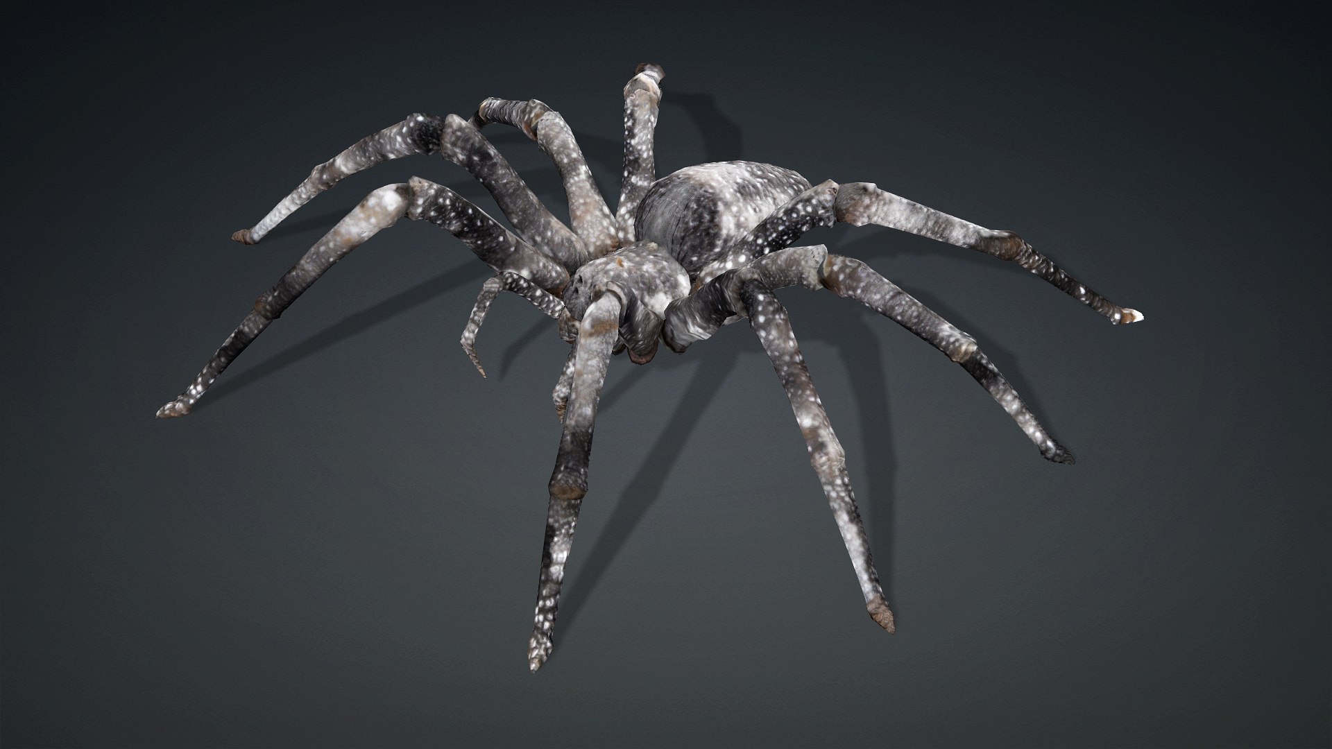 Spider-V2 3D Model - TurboSquid 2512157