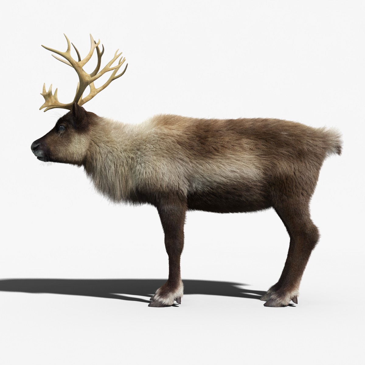 3d max reindeer fur