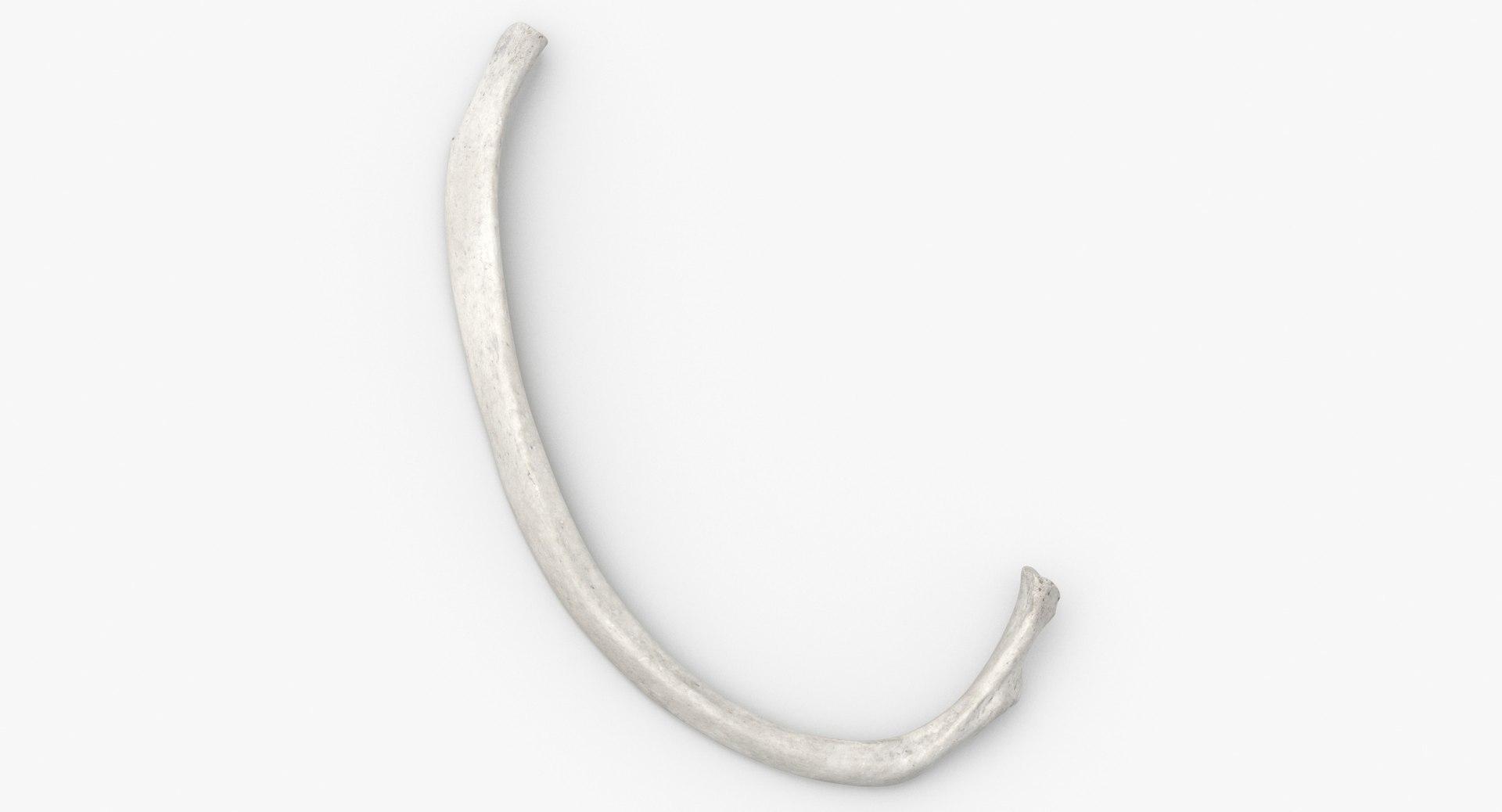 3D Human Female Ribs Sternum Spine And Pelvis Bones Collection White ...