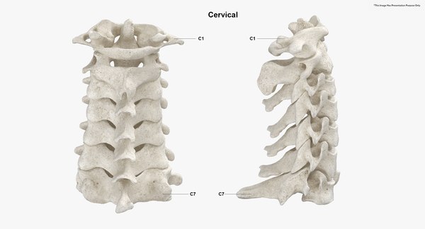 3D Human Female Ribs Sternum Spine and Pelvis Bones Collection White ...